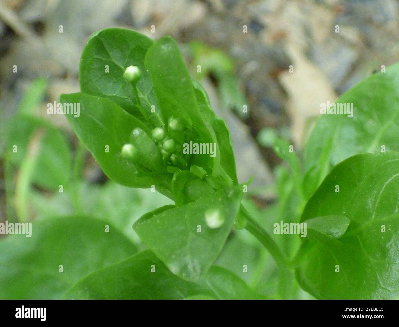 seaside brookweed (Samolus parviflorus Stock Photo - Alamy