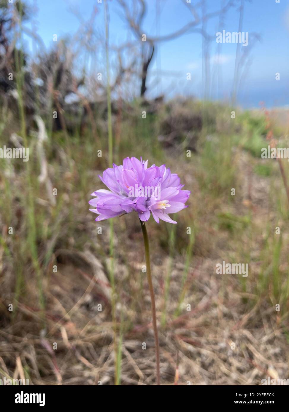 Blue Dicks (Dipterostemon capitatus Stock Photo - Alamy