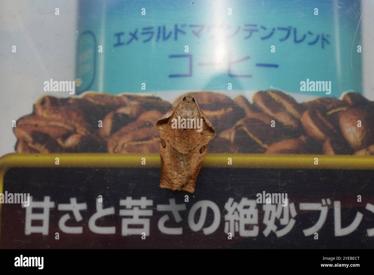 Oriental tea tortrix moth (Homona magnanima Stock Photo - Alamy