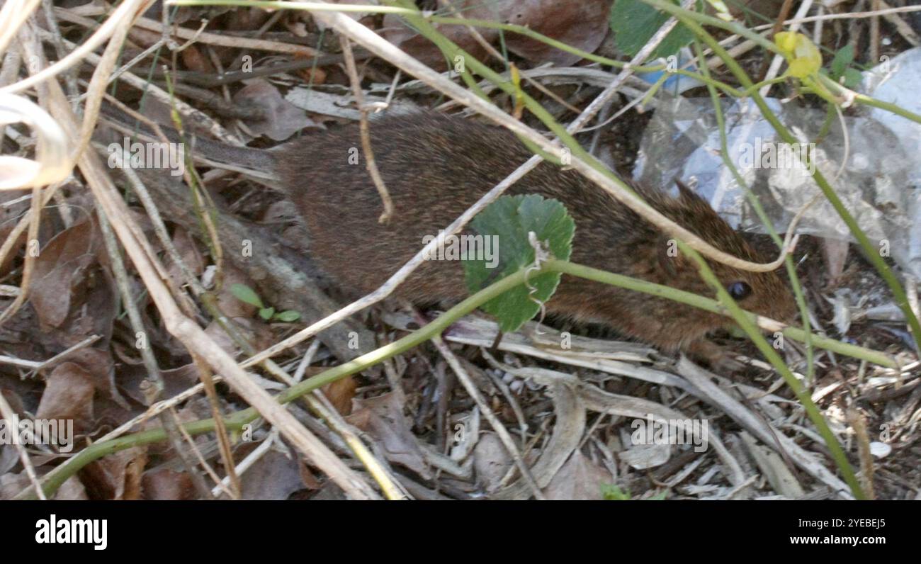 Hispid Cotton Rat (Sigmodon hispidus Stock Photo - Alamy
