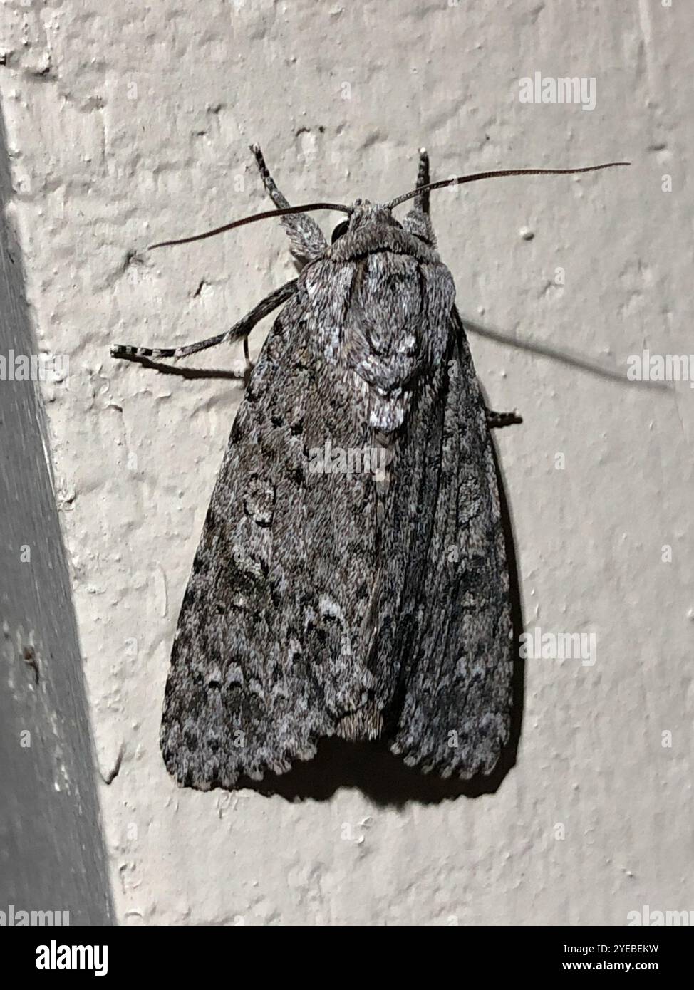Dagger Moths (Acronicta Stock Photo - Alamy