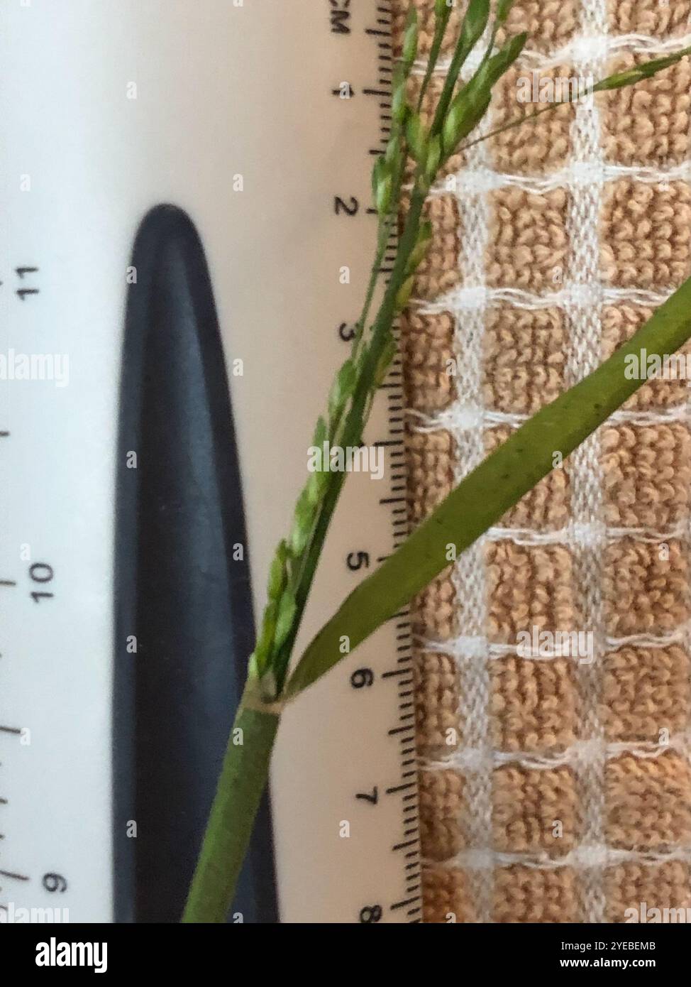 panic veldtgrass (Ehrharta erecta Stock Photo - Alamy