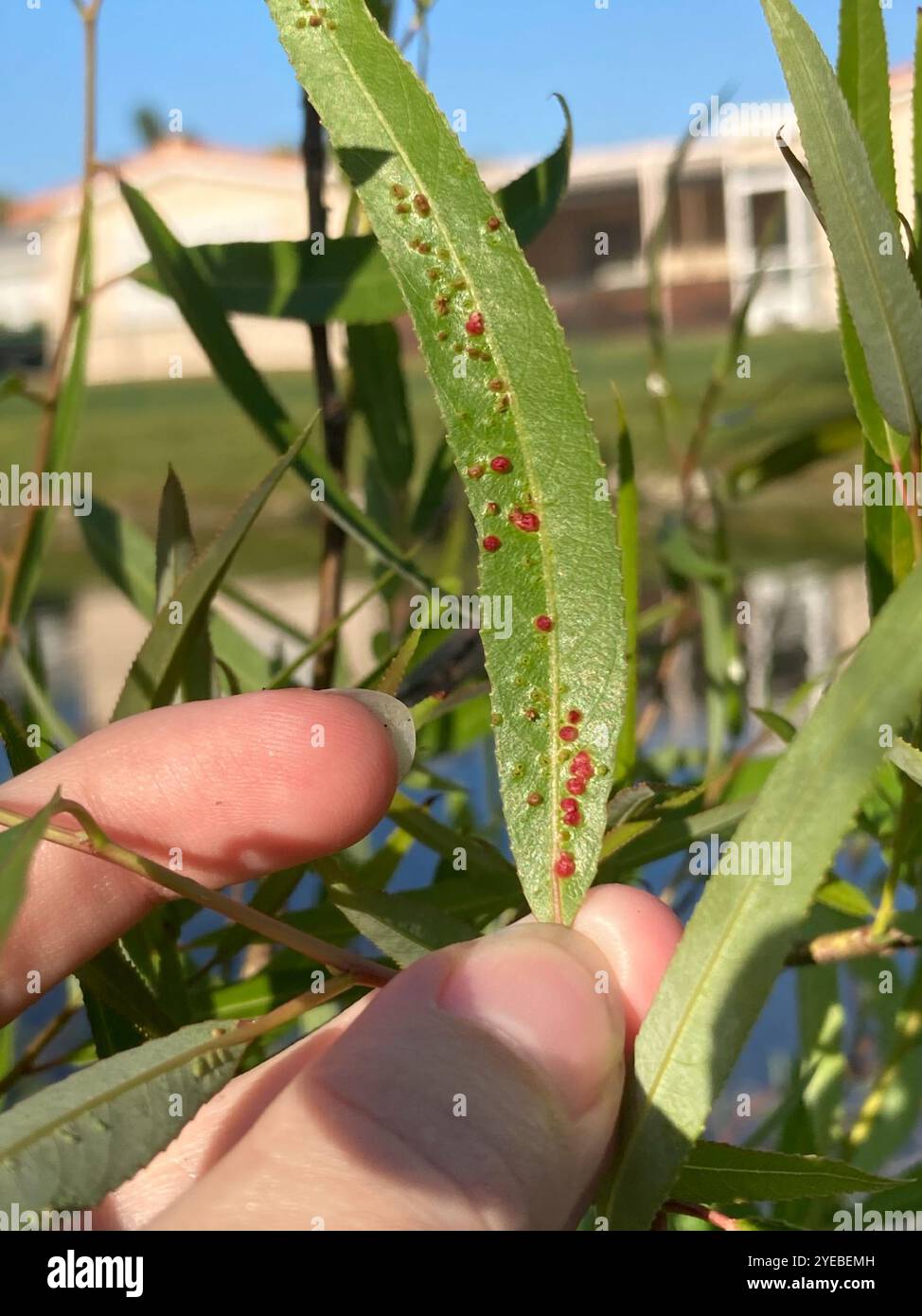 Aculus tetanothrix hi-res stock photography and images - Alamy