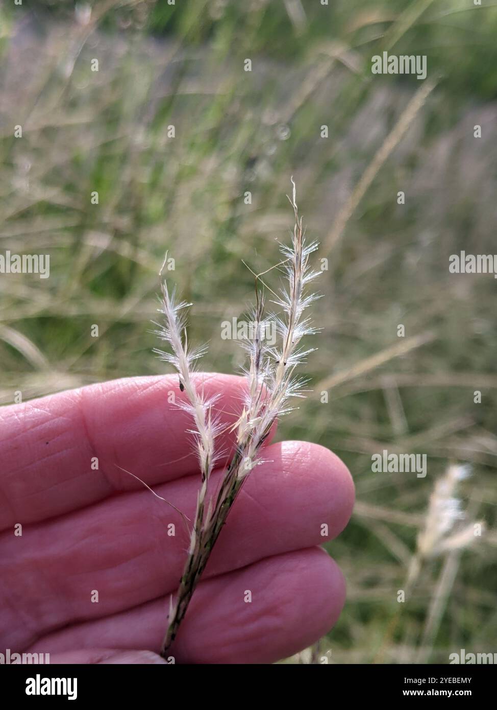 bluestems, lemon grasses, silvergrasses, and allies (Andropogoneae ...
