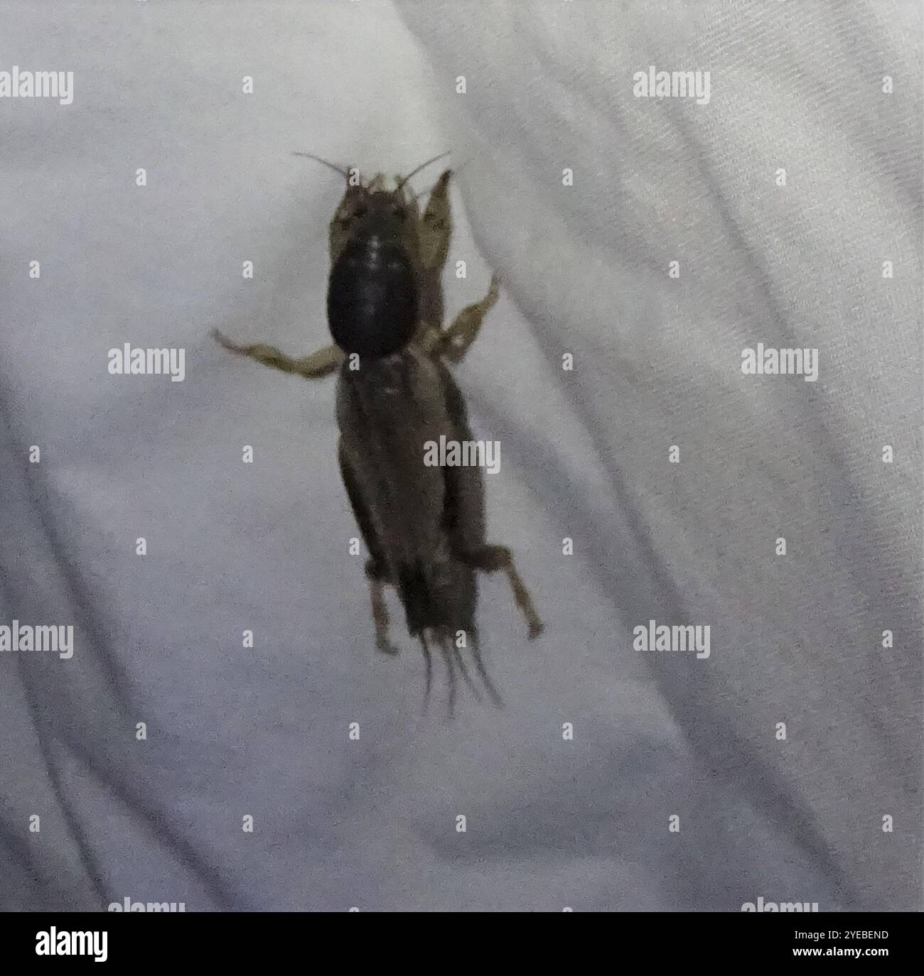 Southern mole cricket hi-res stock photography and images - Alamy