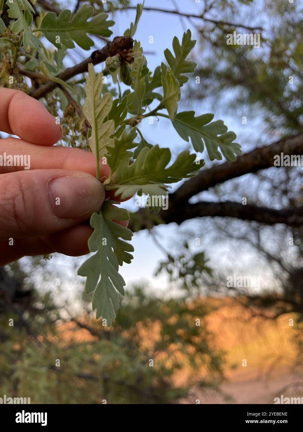 valley oak (Quercus lobata Stock Photo - Alamy