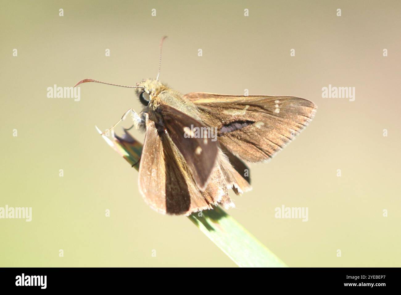 Large Dingy Skipper (Timoconia peron Stock Photo - Alamy