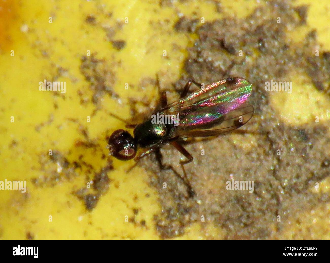 Black Scavenger Flies (Sepsidae Stock Photo - Alamy
