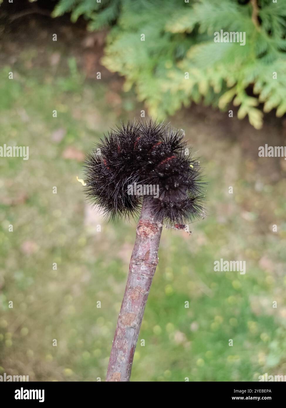 Giant Leopard Moth (Hypercompe scribonia Stock Photo - Alamy