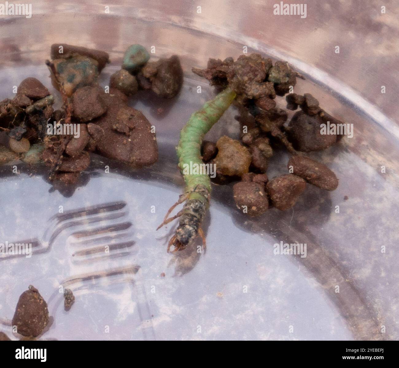 Net-spinning Caddisflies (Hydropsychidae Stock Photo - Alamy