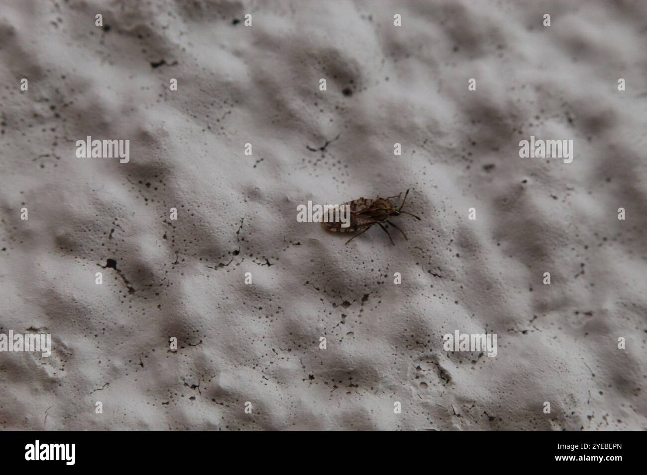 Spear Thistle Lacebug (Tingis cardui Stock Photo - Alamy