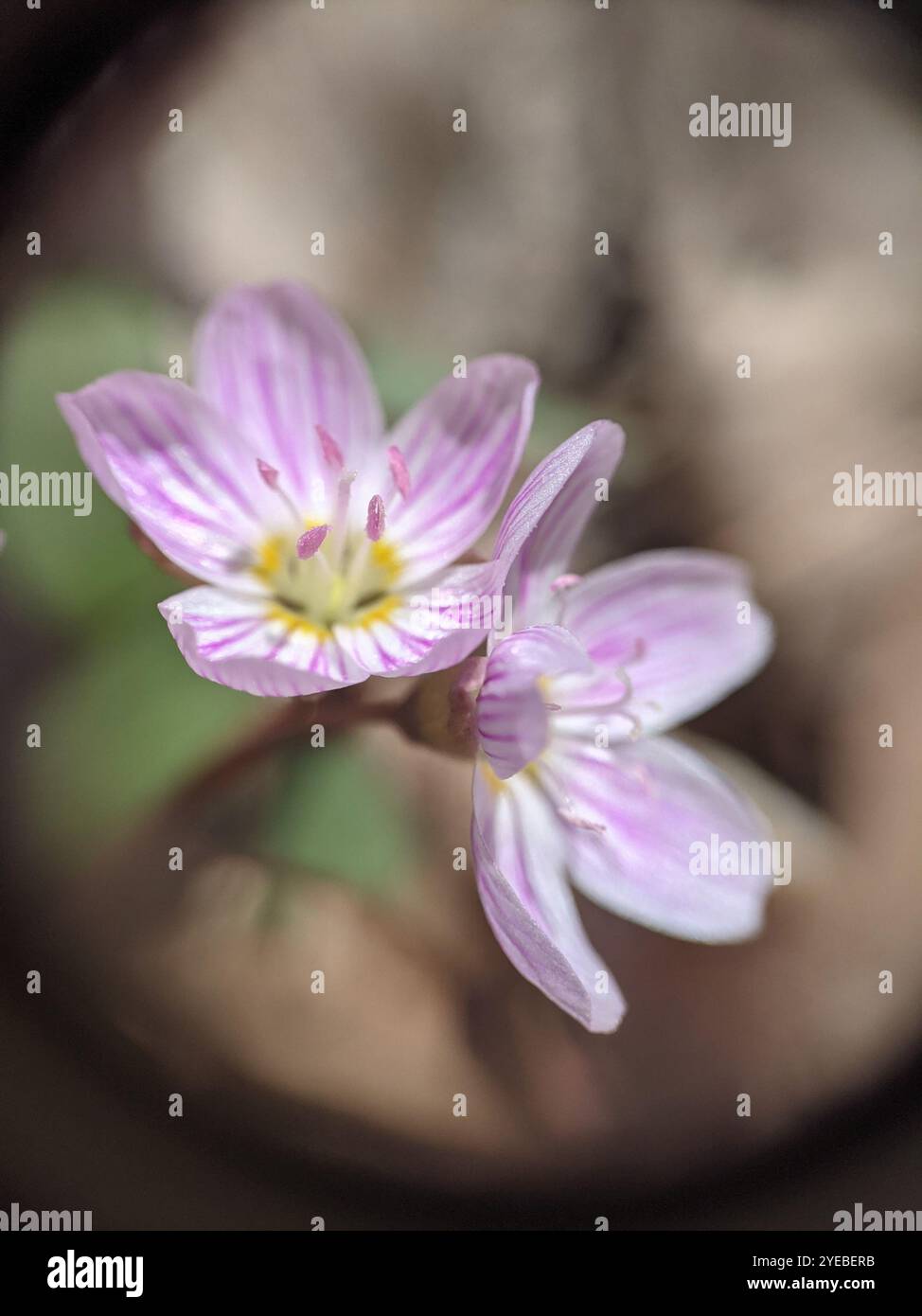 Carolina Springbeauty (Claytonia caroliniana Stock Photo - Alamy