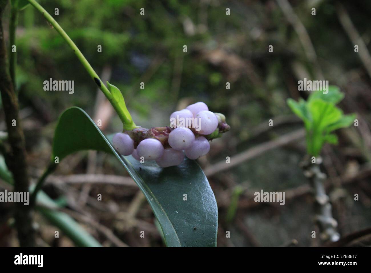 grape anthurium (Anthurium scandens Stock Photo - Alamy
