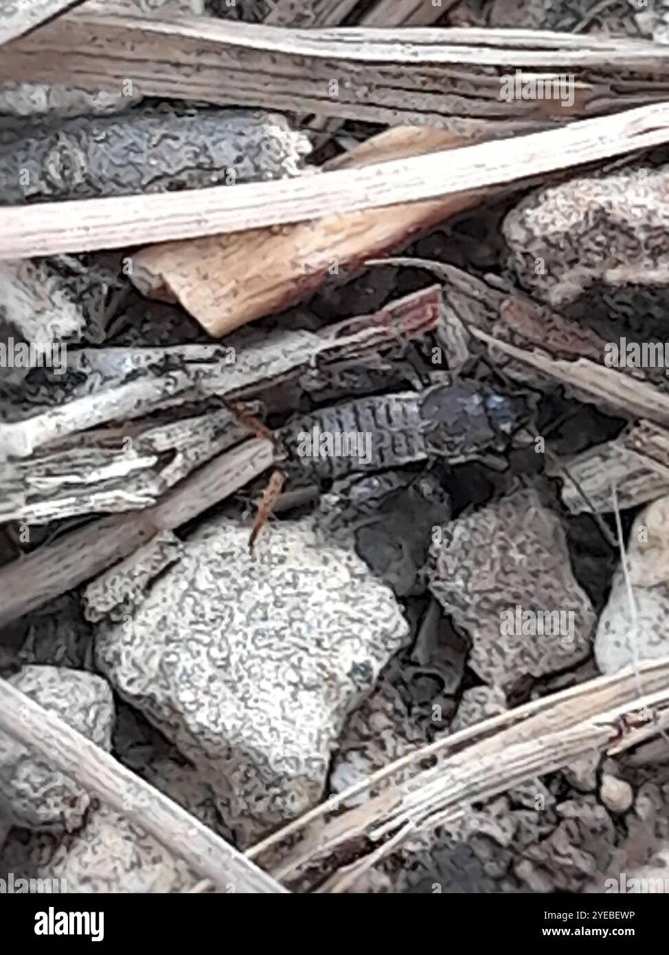 Scale cricket hi-res stock photography and images - Alamy