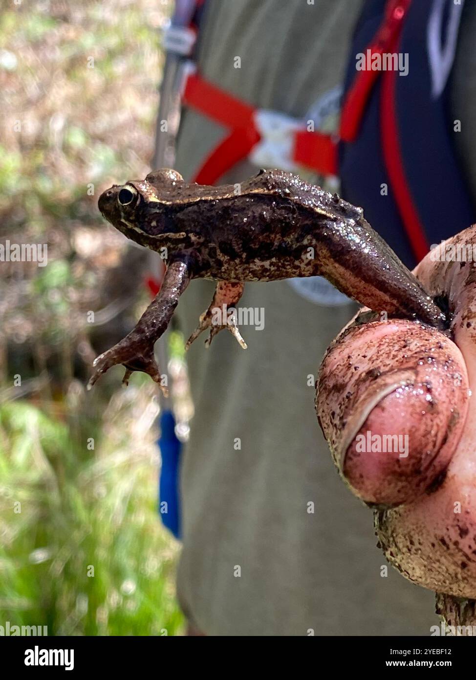 Southern Leopard Frog (Lithobates sphenocephalus Stock Photo - Alamy