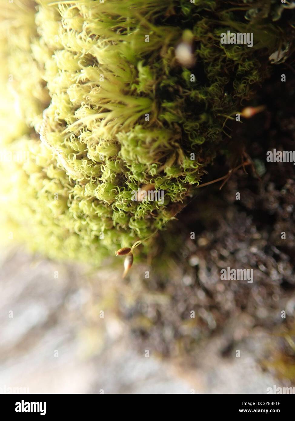 Cirrata hi-res stock photography and images - Alamy