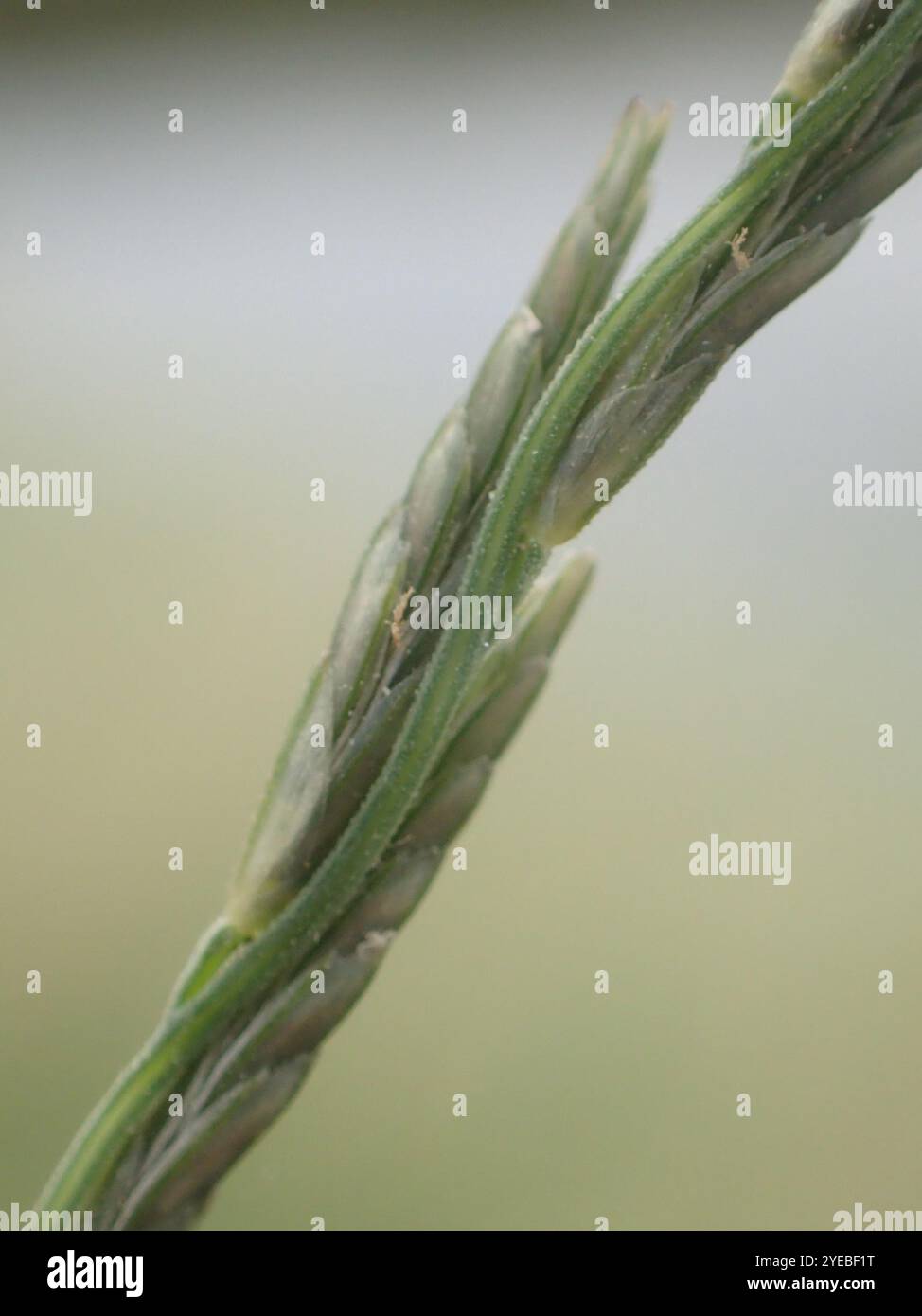 sprangletop (Diplachne fusca Stock Photo - Alamy