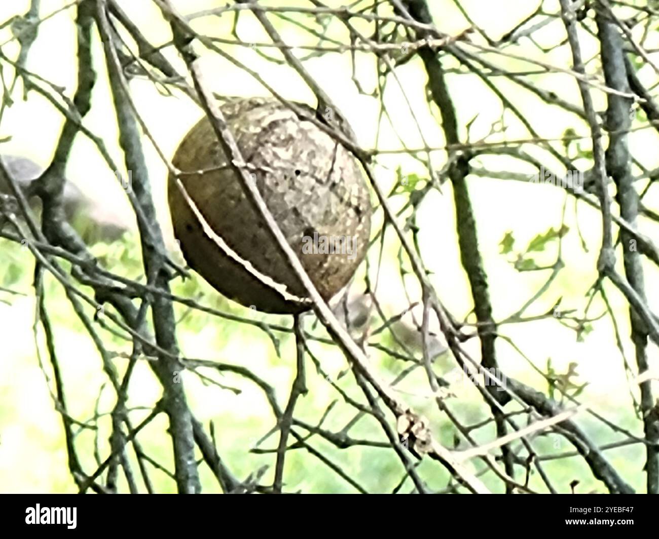 California Gall Wasp (Andricus quercuscalifornicus Stock Photo - Alamy