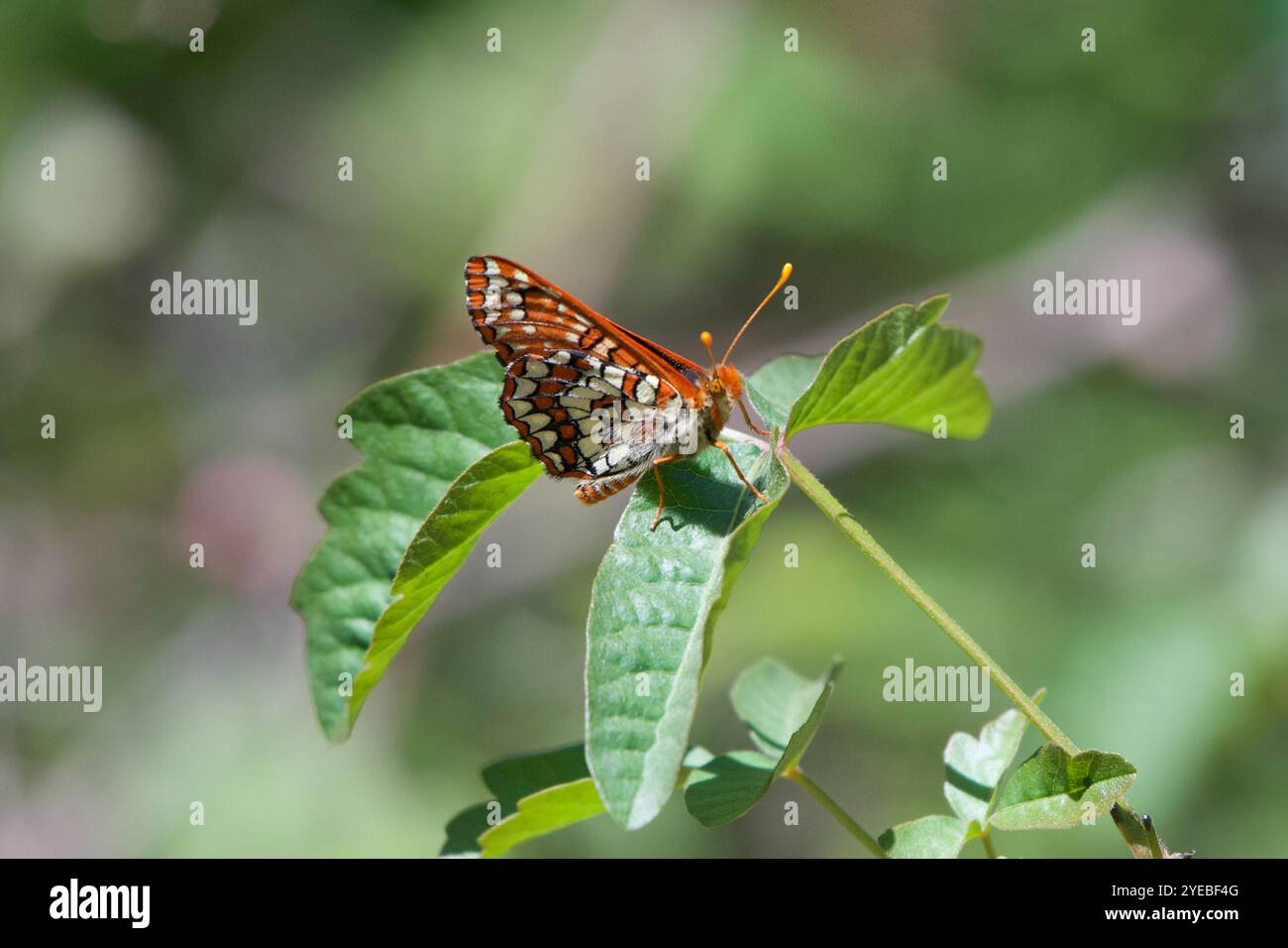 Variable Checkerspot (Euphydryas chalcedona Stock Photo - Alamy