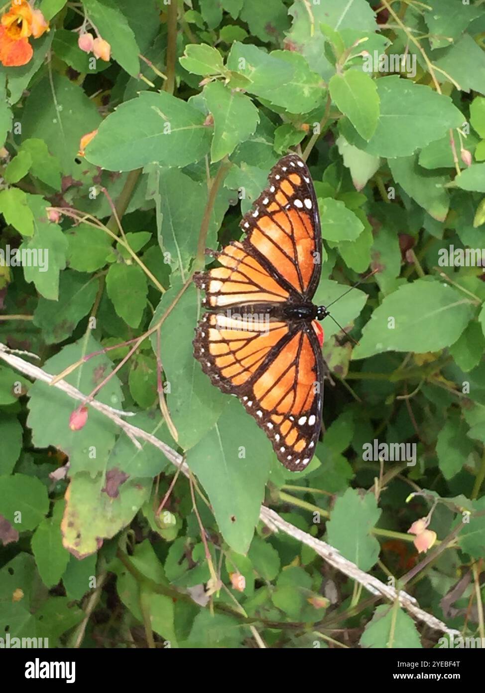 Viceroy (Limenitis archippus Stock Photo - Alamy