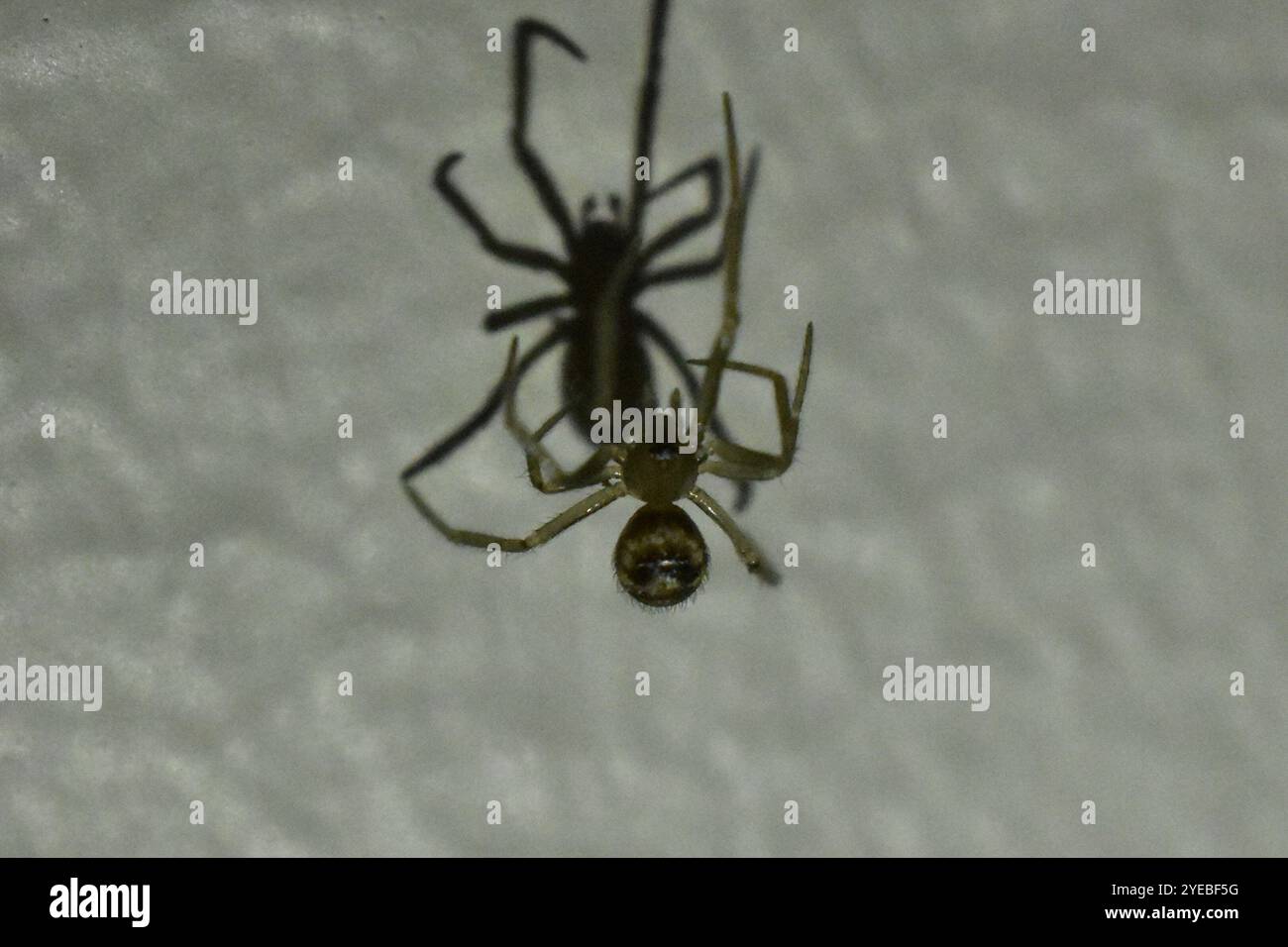 Comb-footed Spiders (Theridiidae Stock Photo - Alamy