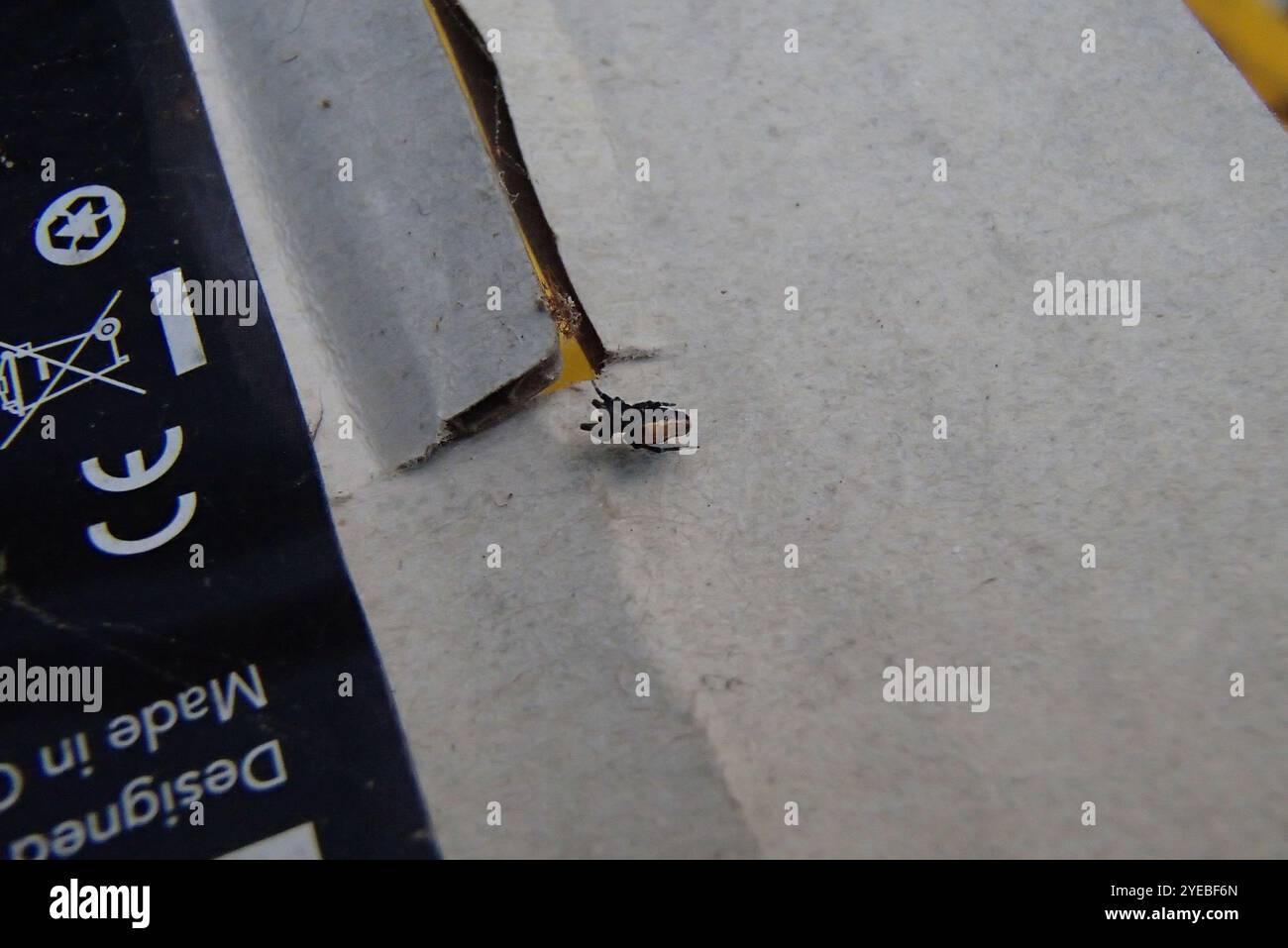 Hackled Orbweavers (Uloboridae Stock Photo - Alamy
