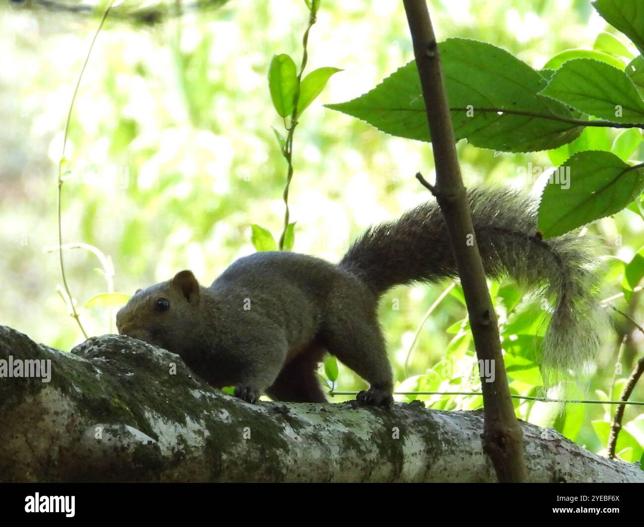 Pallas' Squirrel (Callosciurus erythraeus Stock Photo - Alamy