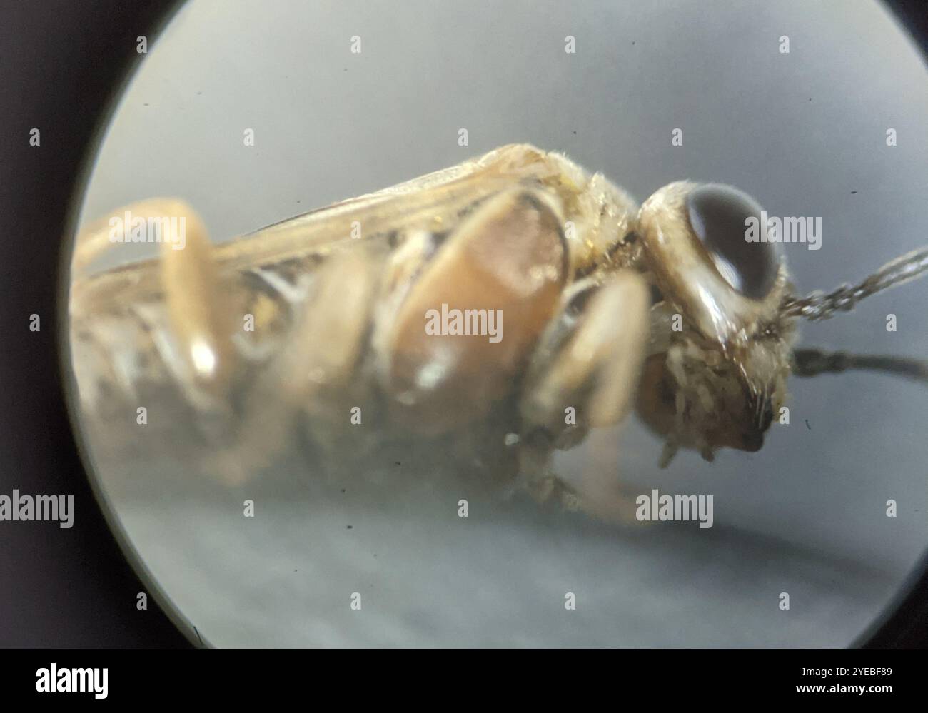 Sawflies, Horntails, and Wood Wasps (Symphyta Stock Photo - Alamy