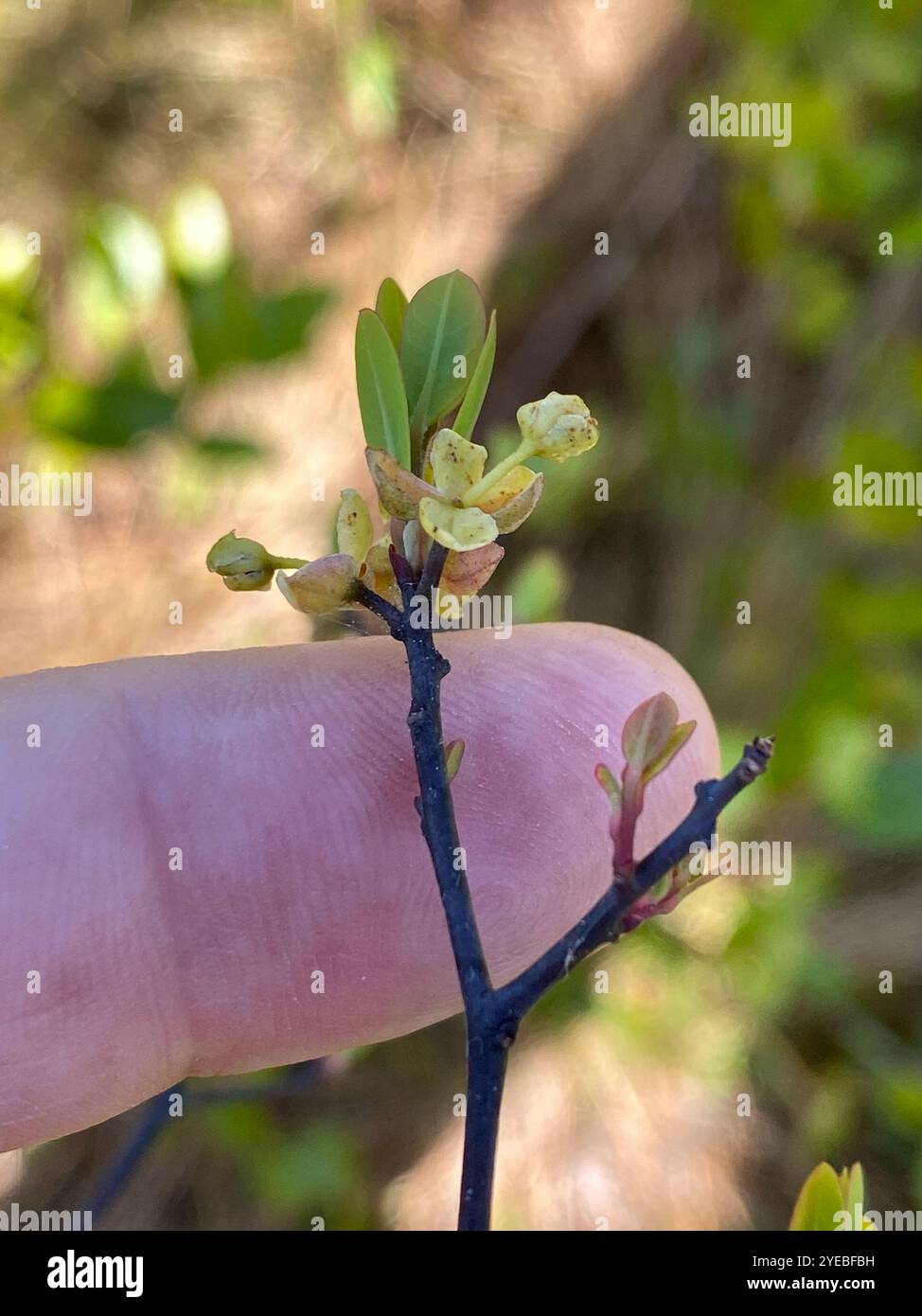 Pondspice (Litsea aestivalis Stock Photo - Alamy