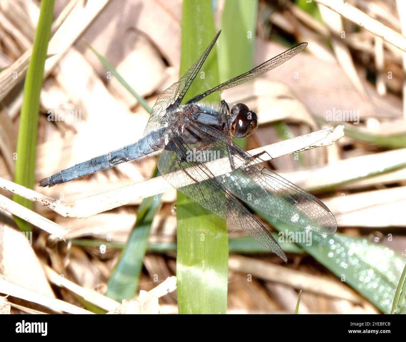 Blue Corporal (Ladona deplanata Stock Photo - Alamy