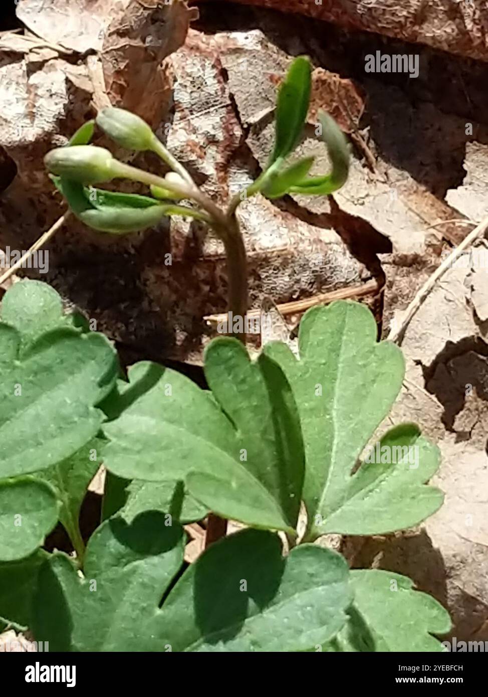 Slender toothwort (Cardamine angustata Stock Photo - Alamy