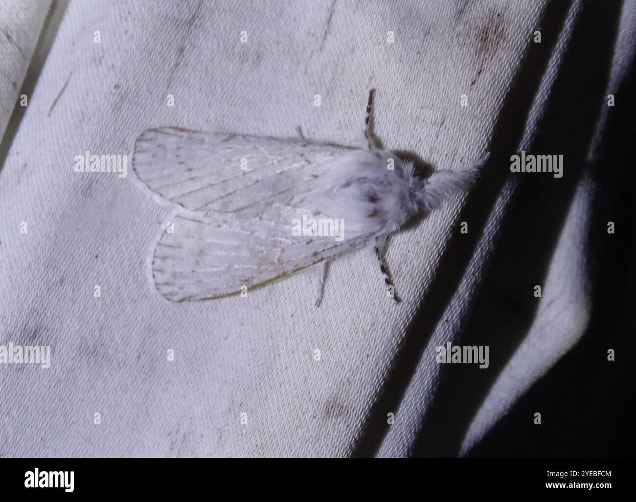 Dot-lined White (Artace cribrarius Stock Photo - Alamy