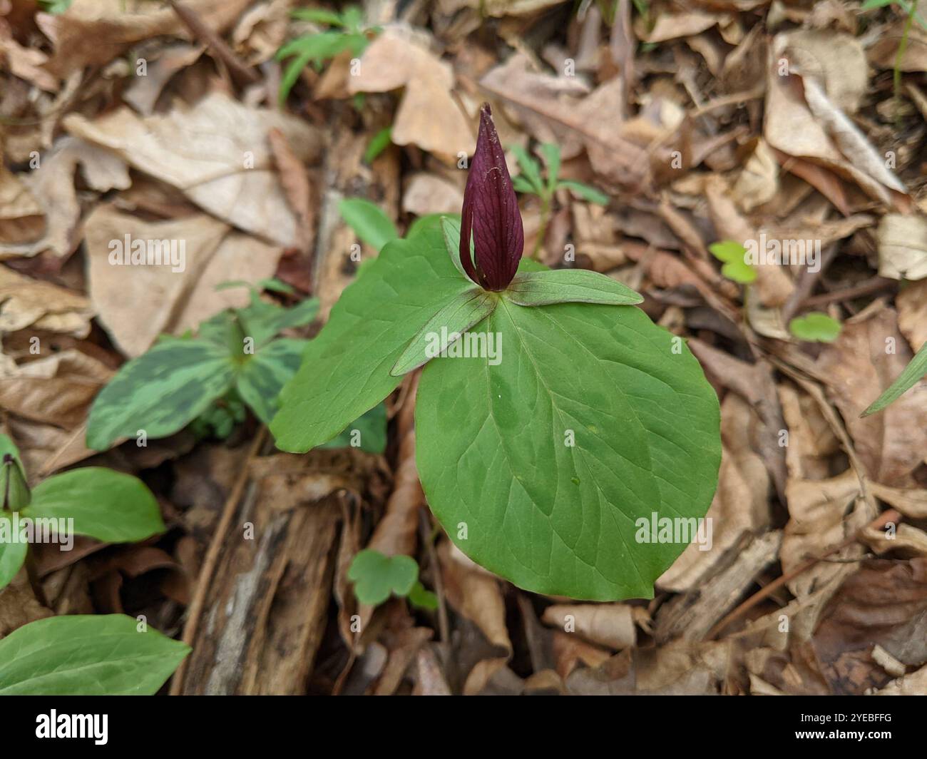 toadshade (Trillium sessile Stock Photo - Alamy