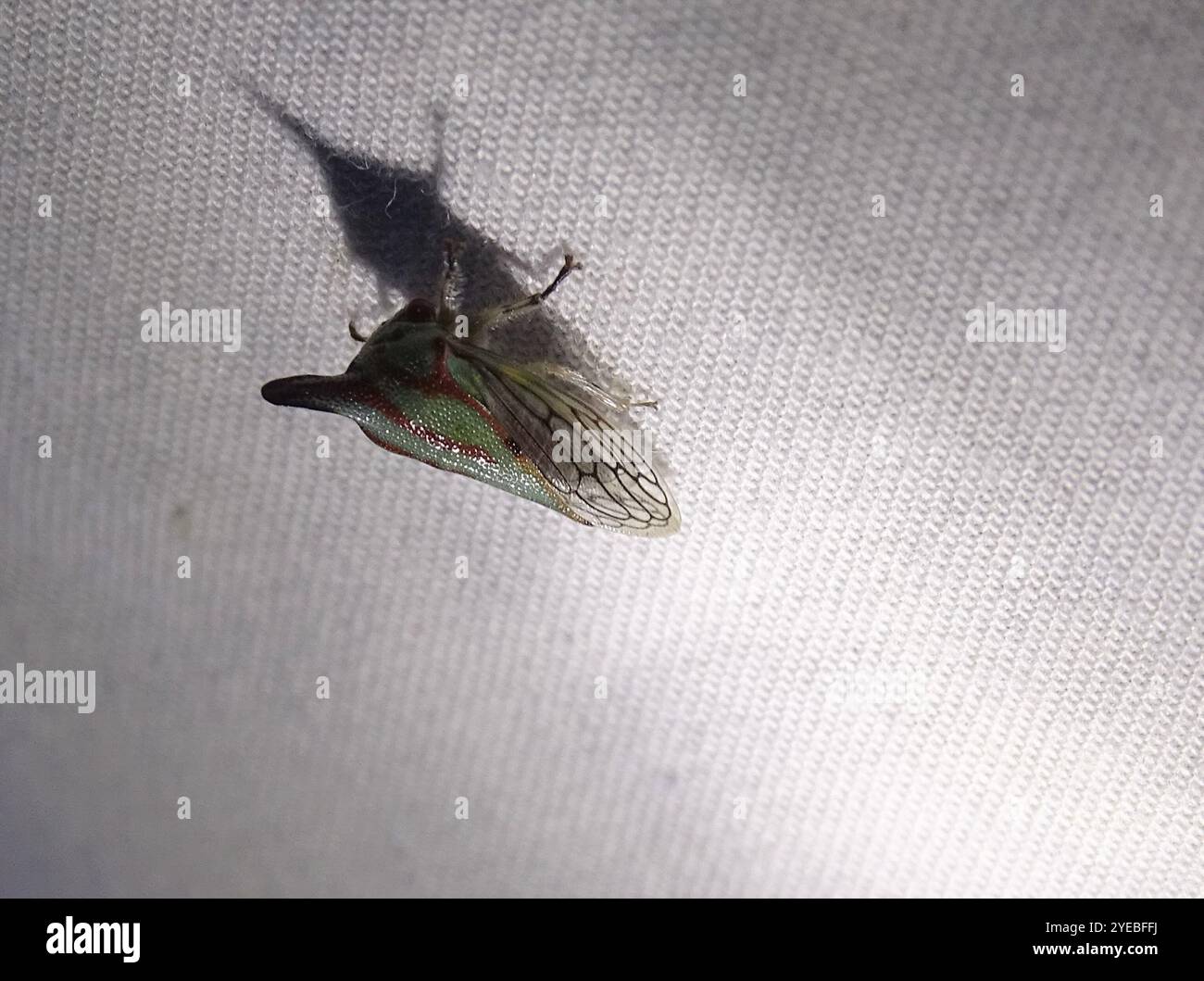 Oak Treehopper (Platycotis vittata Stock Photo - Alamy