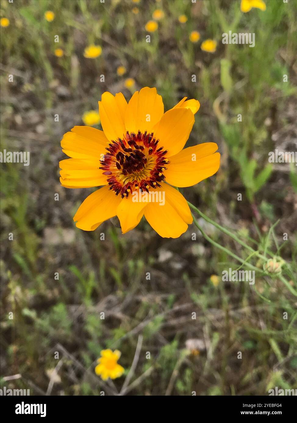 Thelesperma filifolium hi-res stock photography and images - Alamy