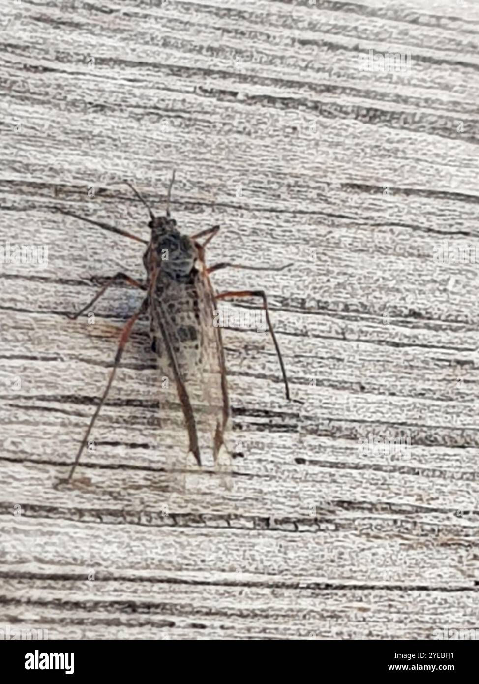 Giant aphid hi-res stock photography and images - Alamy