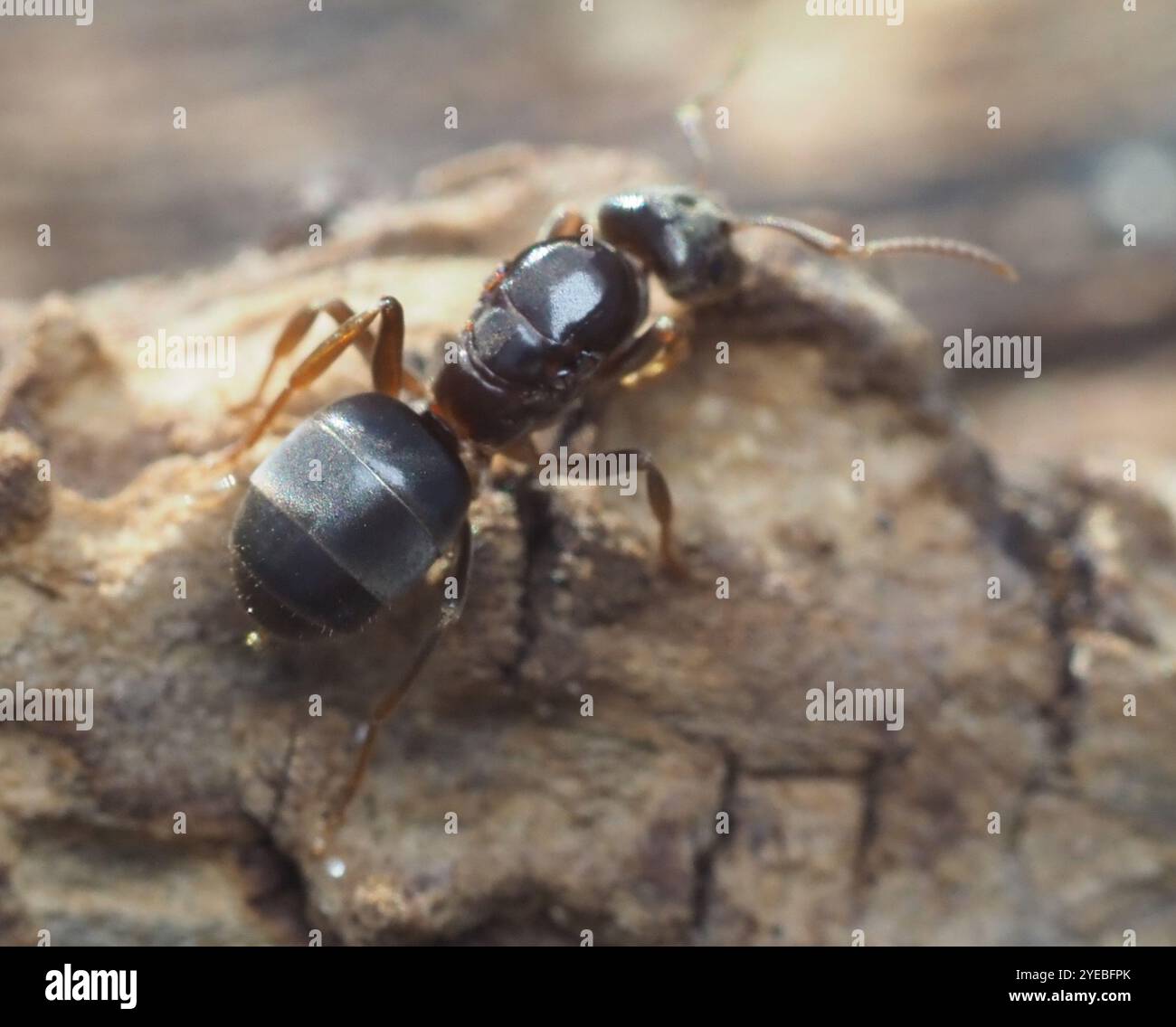 Fuzzy ant hi-res stock photography and images - Alamy