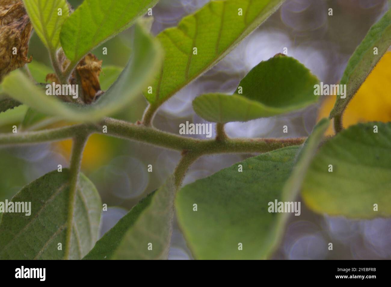 yellow geiger (Cordia lutea Stock Photo - Alamy