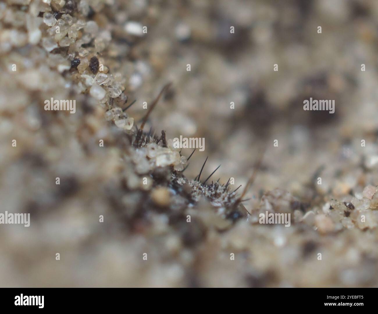 Immaculatus hi-res stock photography and images - Alamy