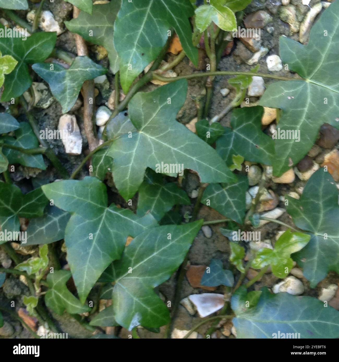 Atlantic Ivy (Hedera hibernica Stock Photo - Alamy
