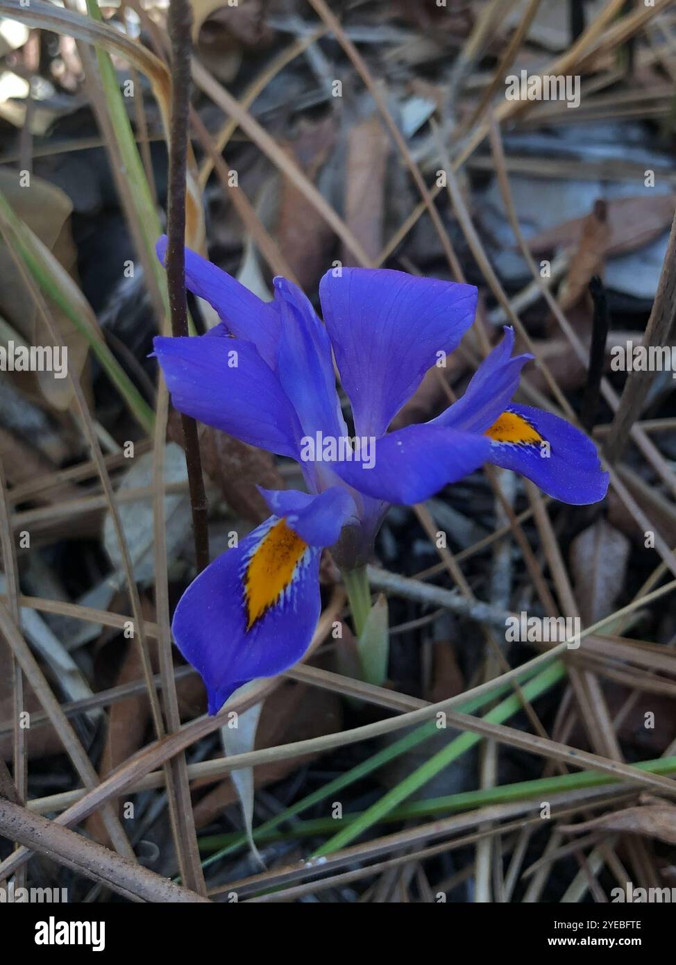 Iris verna hi-res stock photography and images - Alamy