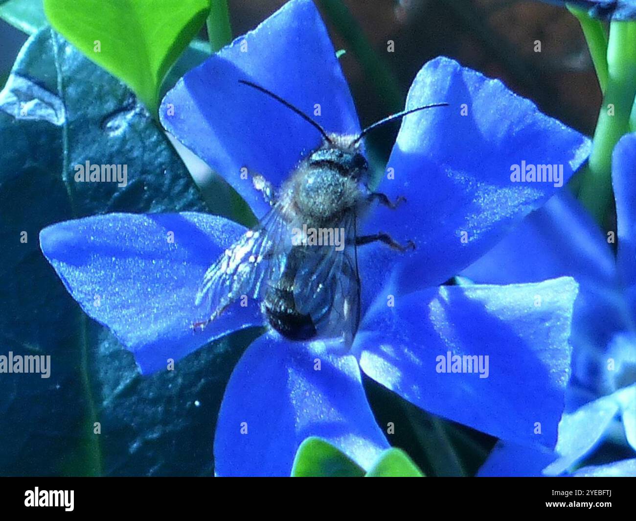 Blue Orchard Bee (Osmia lignaria Stock Photo - Alamy