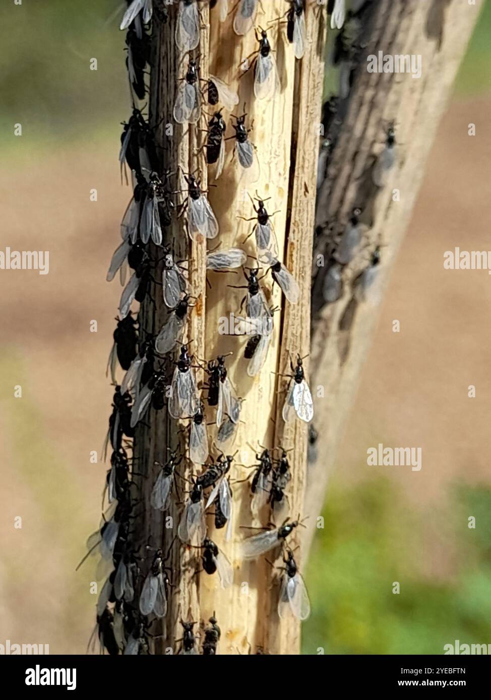 Minute Black Scavenger Flies (Scatopsidae Stock Photo - Alamy