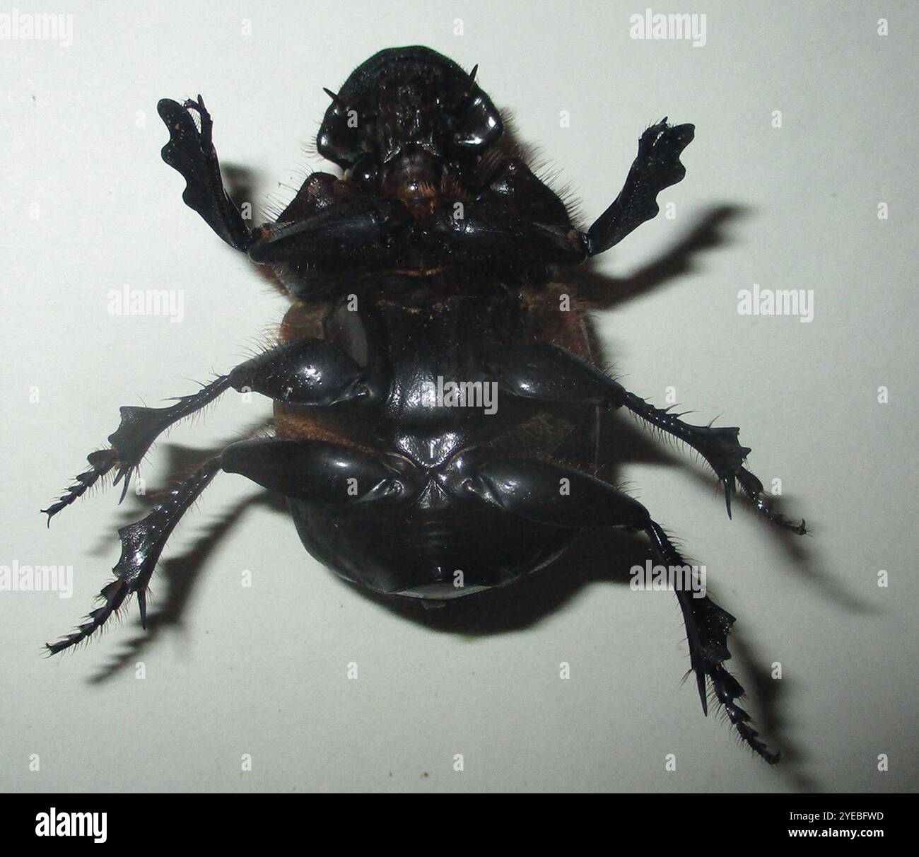 Giant Dung Beetles (Heliocopris Stock Photo - Alamy