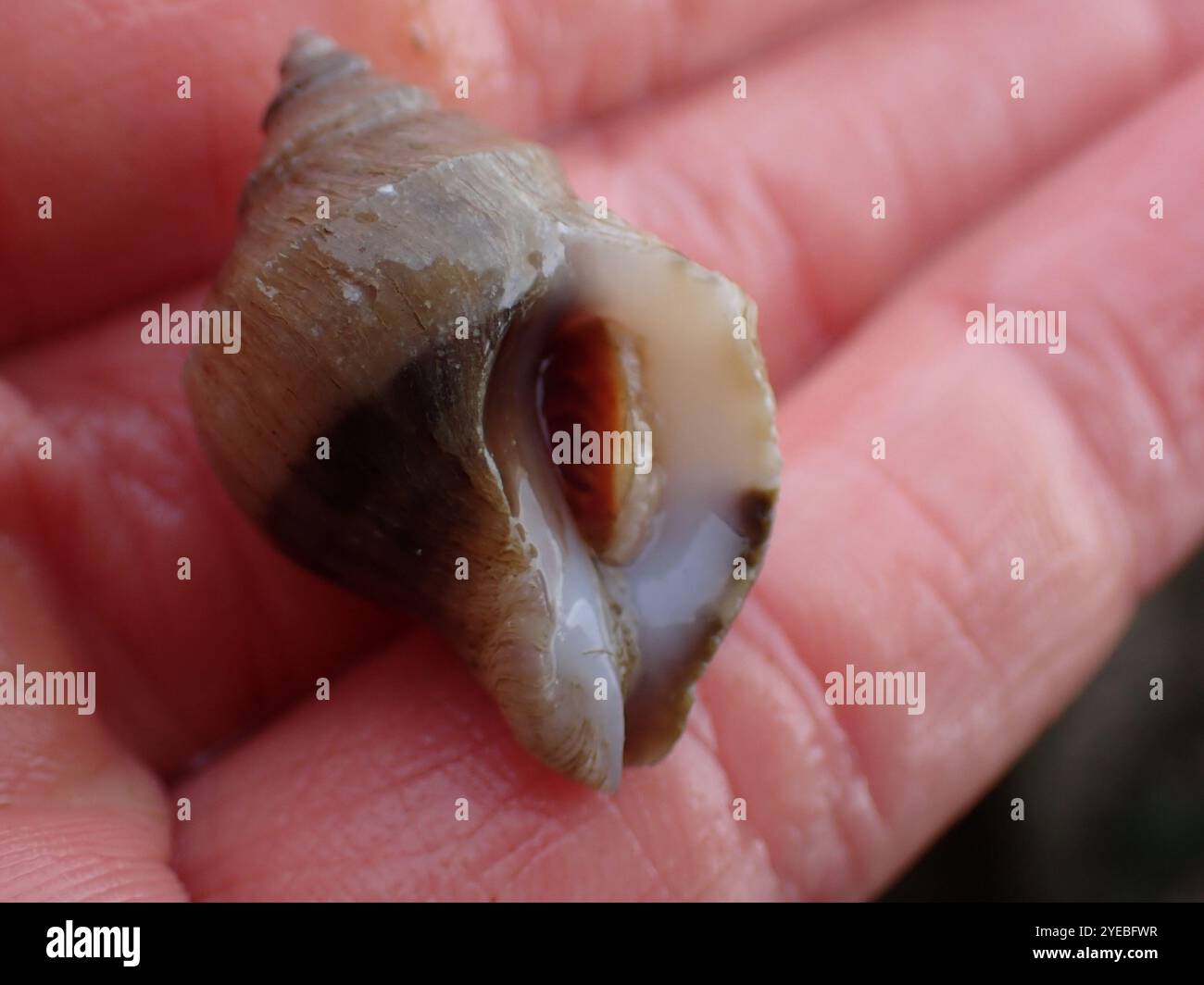 Frilled Dogwinkle (Nucella lamellosa Stock Photo - Alamy