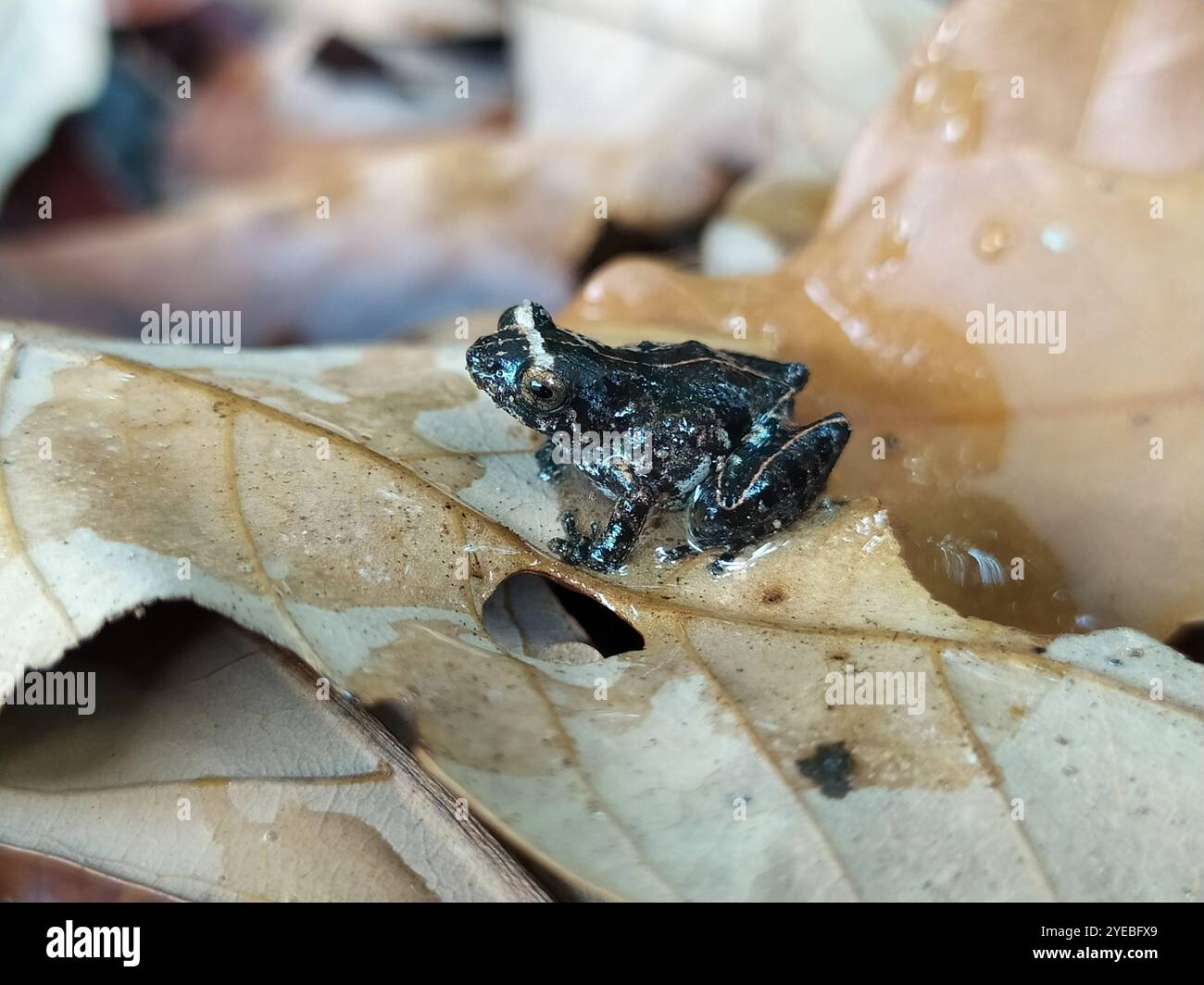 Kudremukh Bush Frog (Raorchestes tuberohumerus Stock Photo - Alamy