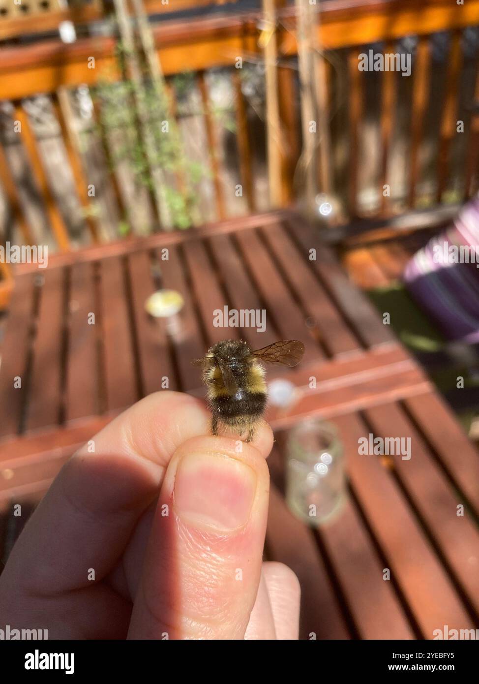 Sitka Bumble Bee (Bombus sitkensis Stock Photo - Alamy