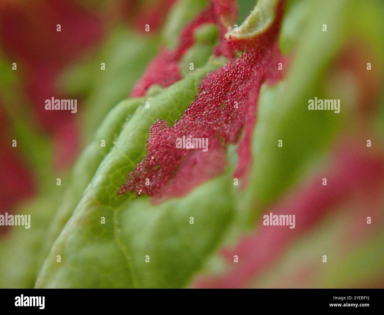 Felt mite hi-res stock photography and images - Alamy