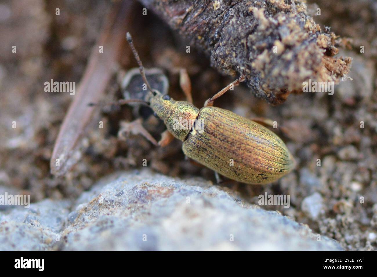 Common Leaf Weevil (Phyllobius pyri Stock Photo - Alamy