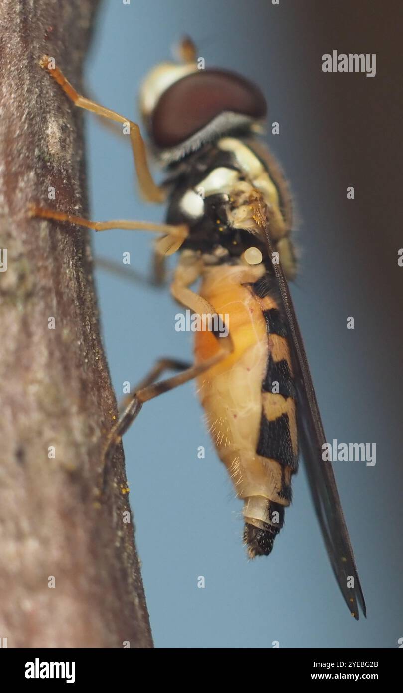 Eastern Calligrapher (Toxomerus geminatus Stock Photo - Alamy